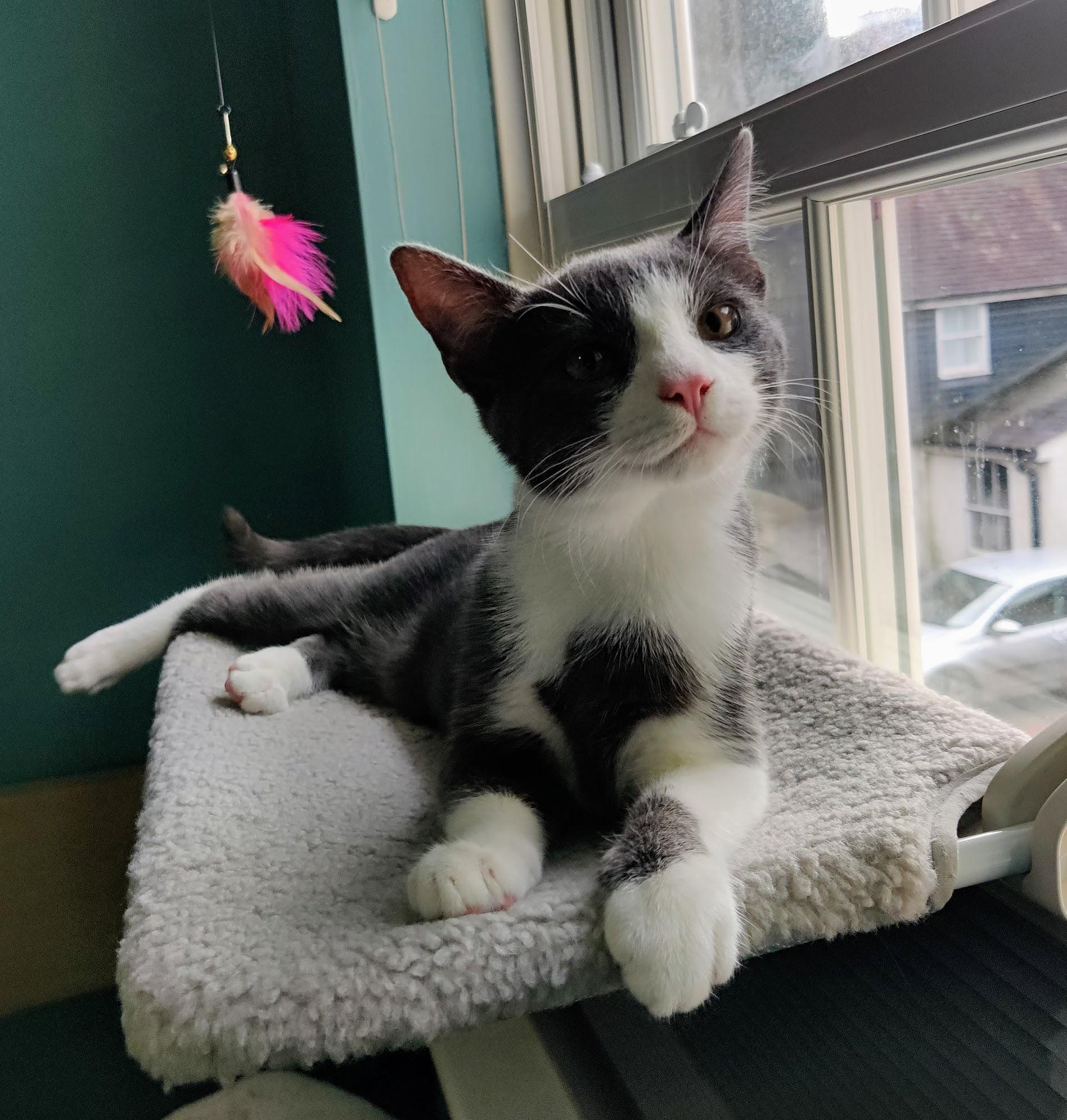 Toby is pleased with his new window shelf | Scrolller