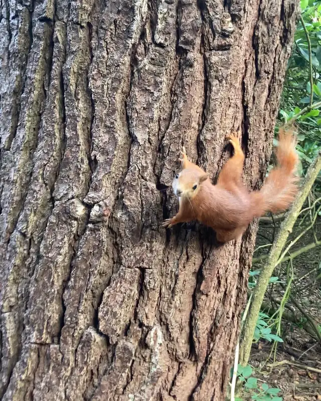 Squirrel going to attack | Scrolller
