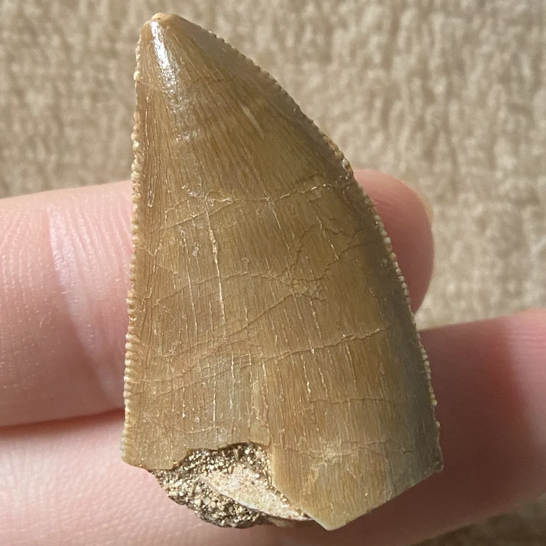 Chenanisaurus barbaricus Dinosaur Tooth - Couche III; Oued Zem, Morocco | Scrolller