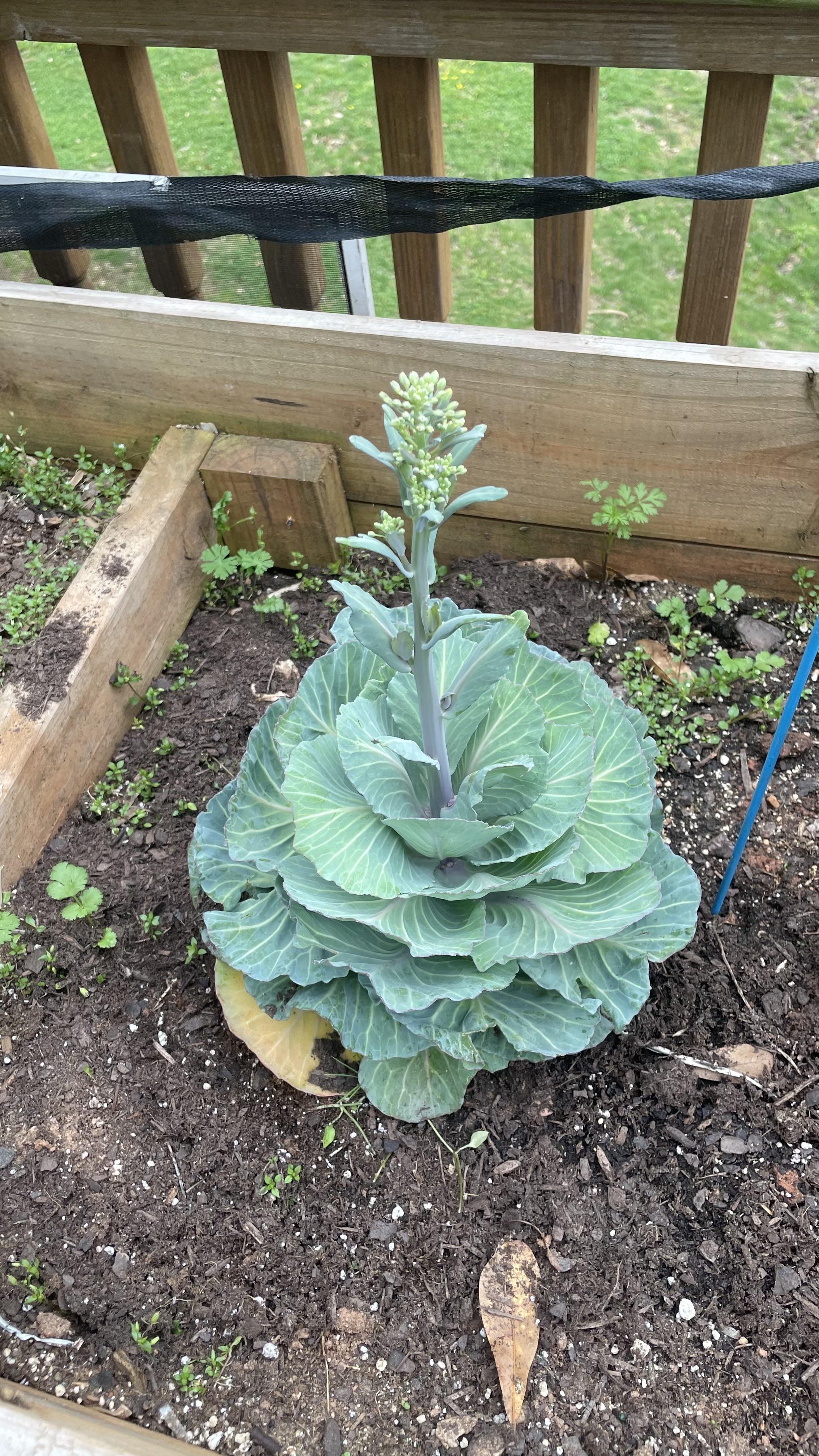 Help!! Whats going on with my cabbage! | Scrolller