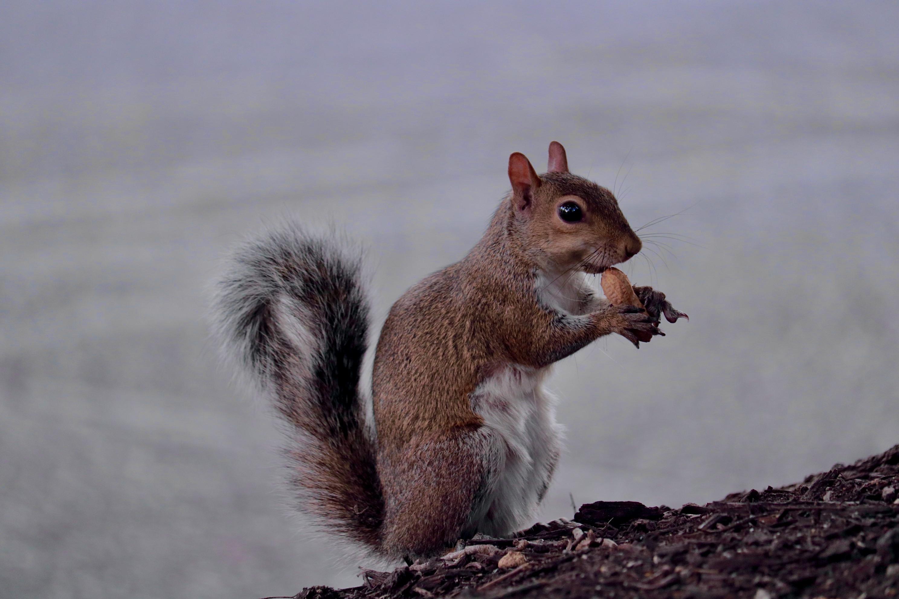 Eastern Gray Squirrel | Scrolller