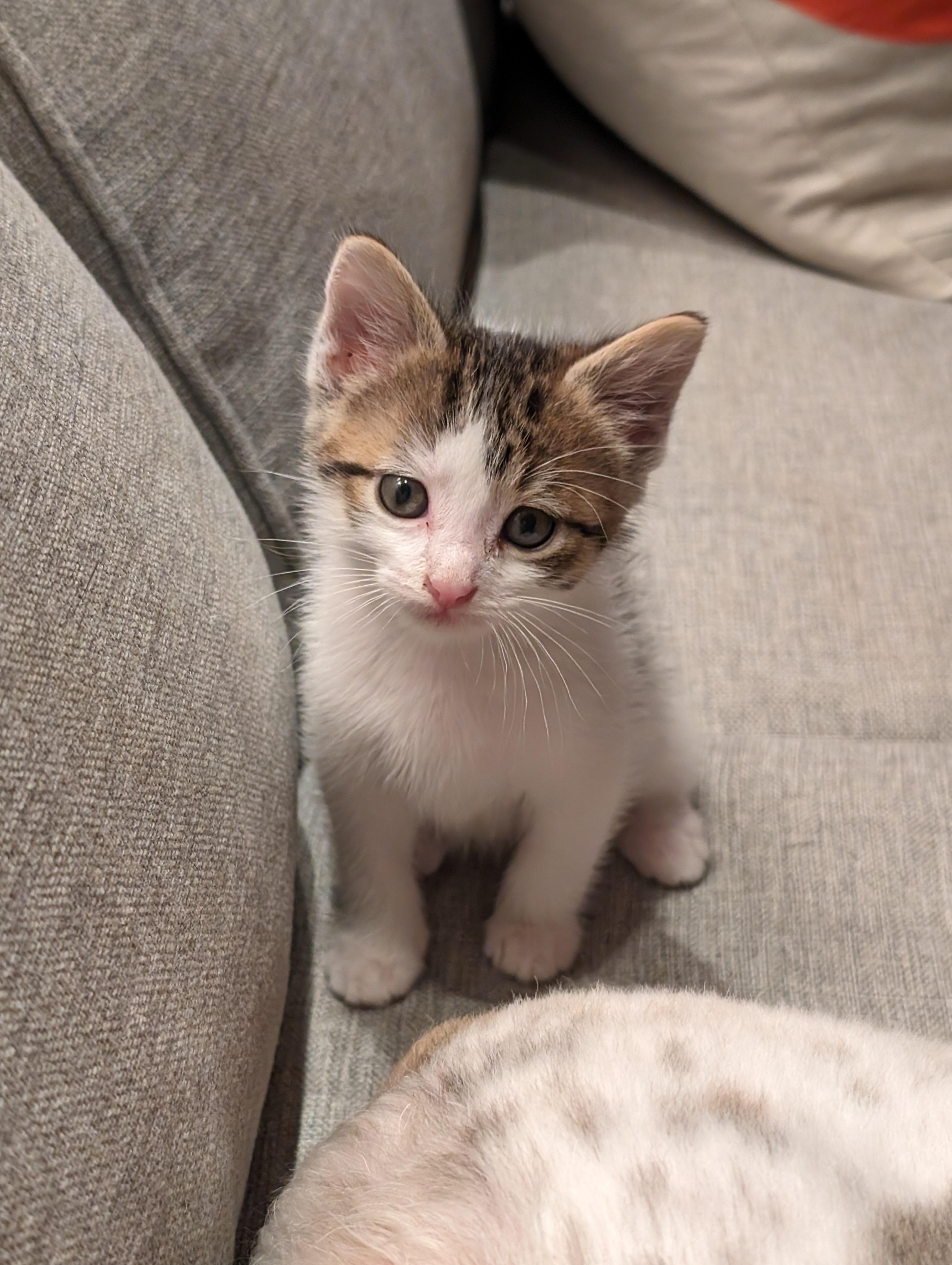 Our newest four legged family members. | Scrolller