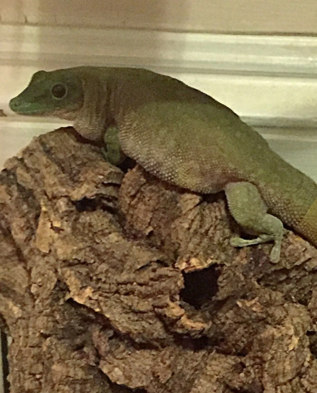 How do you even let a gecko get this big? | Scrolller