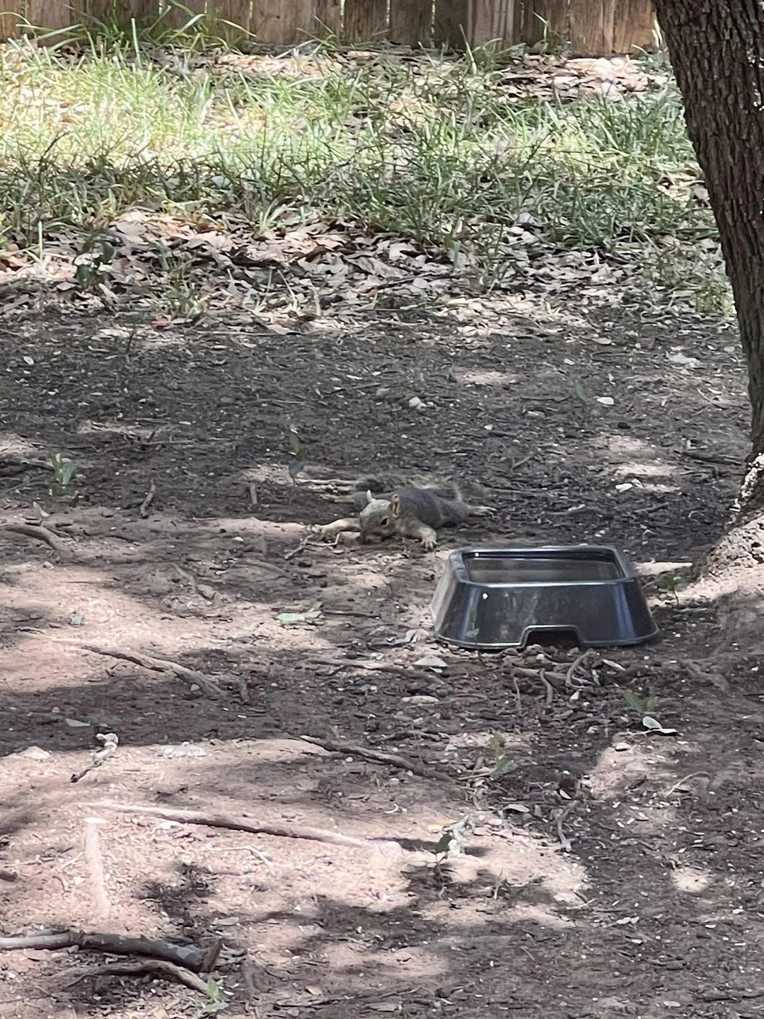 Stella in full-on sploot mode. | Scrolller