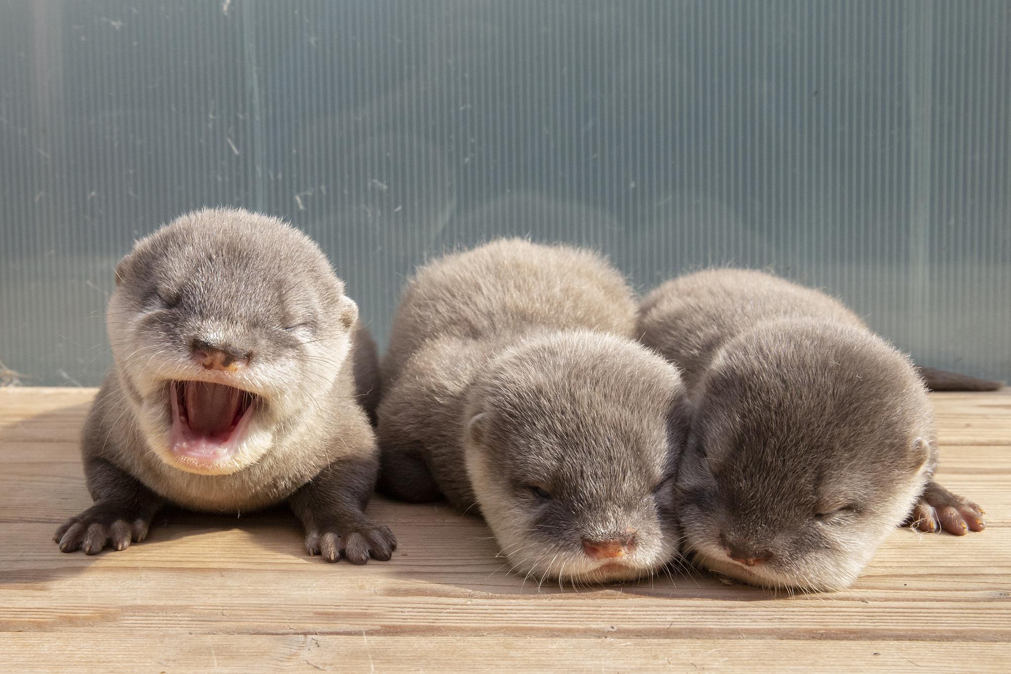The raft of otter pups waits until to be 2 months old before going for a swim.. | Scrolller