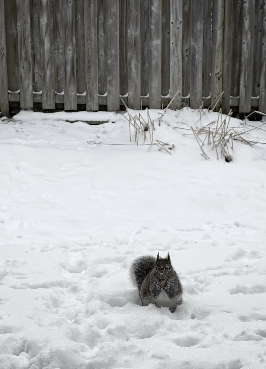 Discover more like Squirrels: Cutie in the snow and Related Content | Scrolller