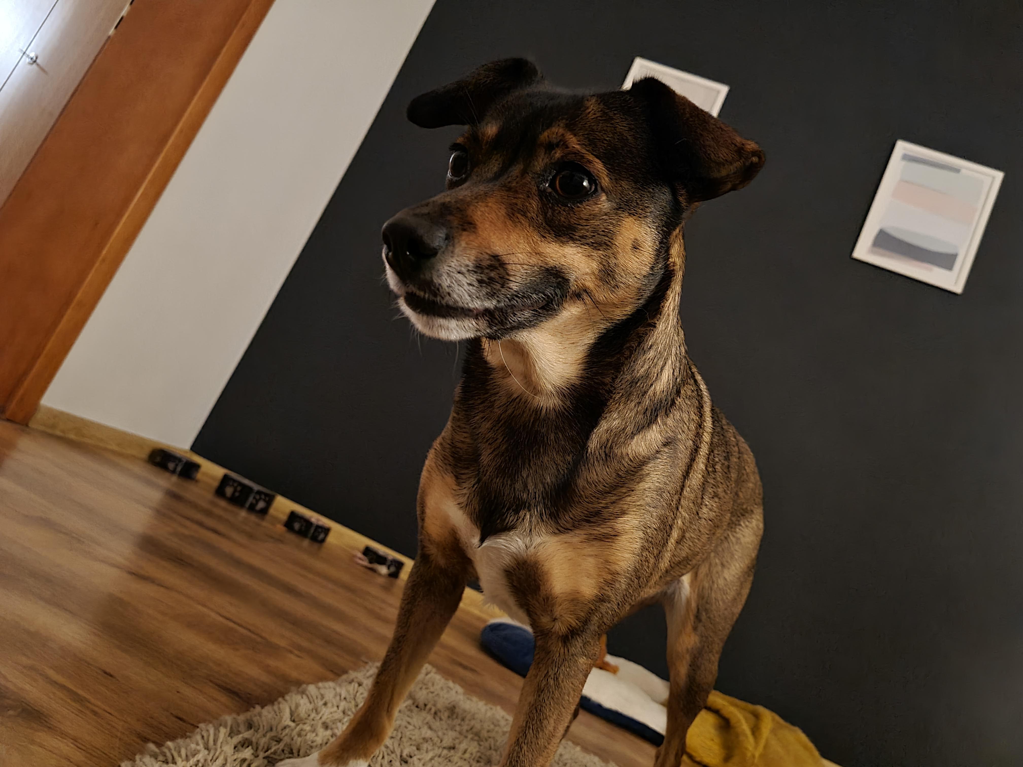 Just throw that ball human! | Scrolller