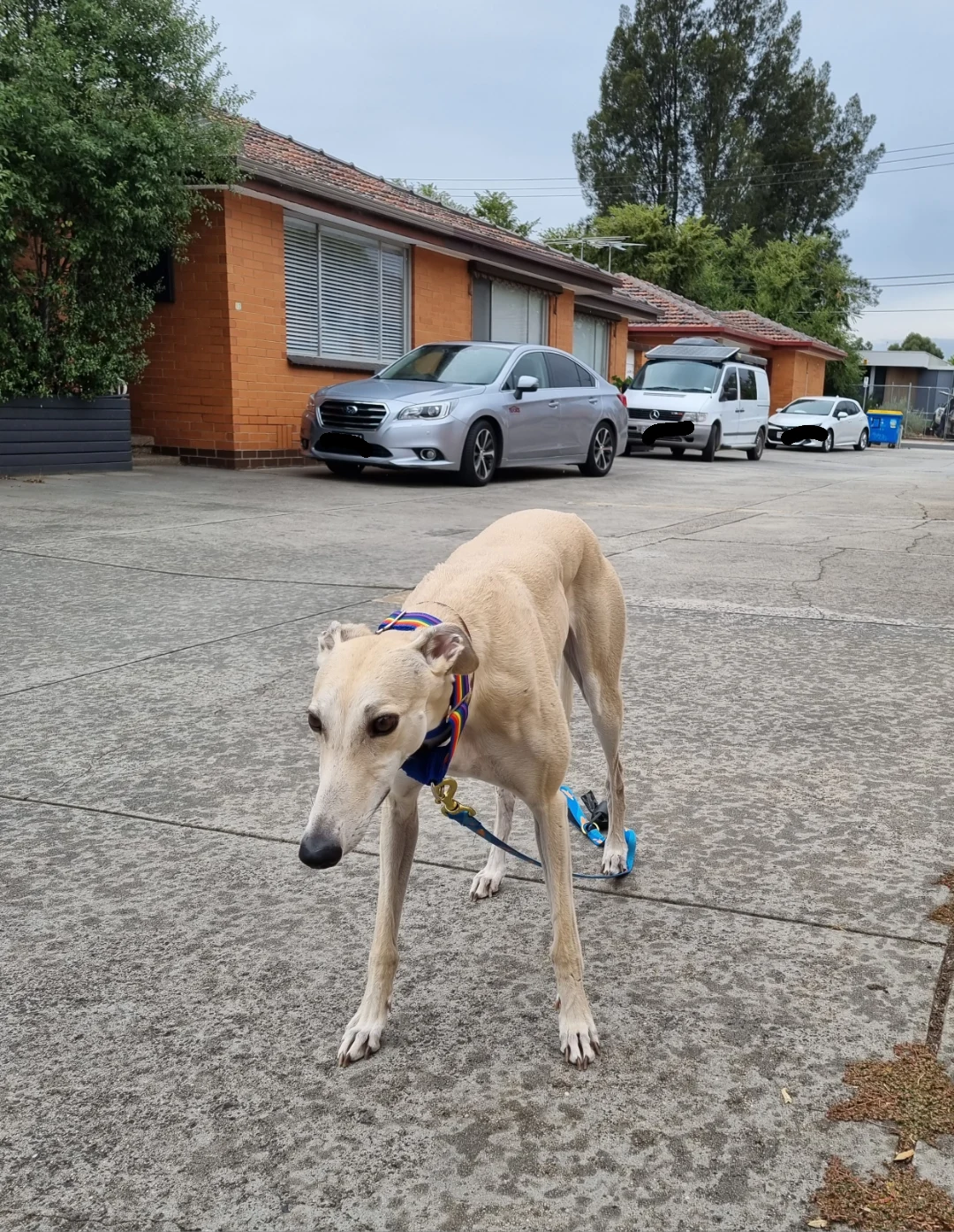 Rosie is stuck. | Scrolller