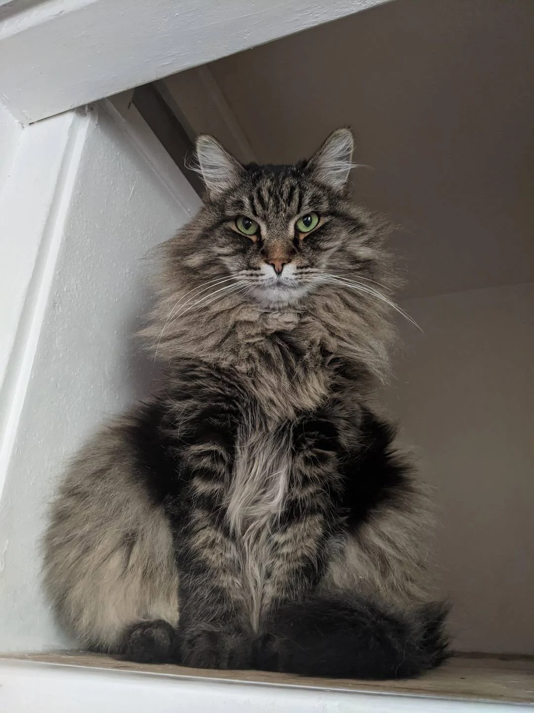 Pear-shaped watcher | Scrolller