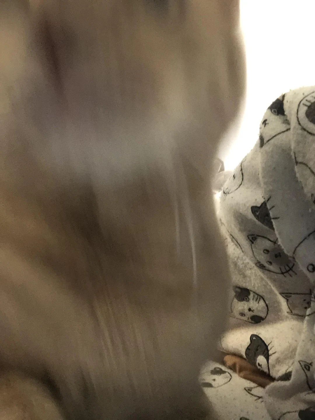 blurry picture of a cat | Scrolller