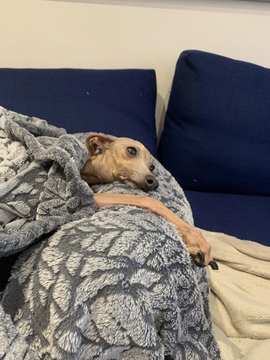 My derpy boi contemplating life | Scrolller