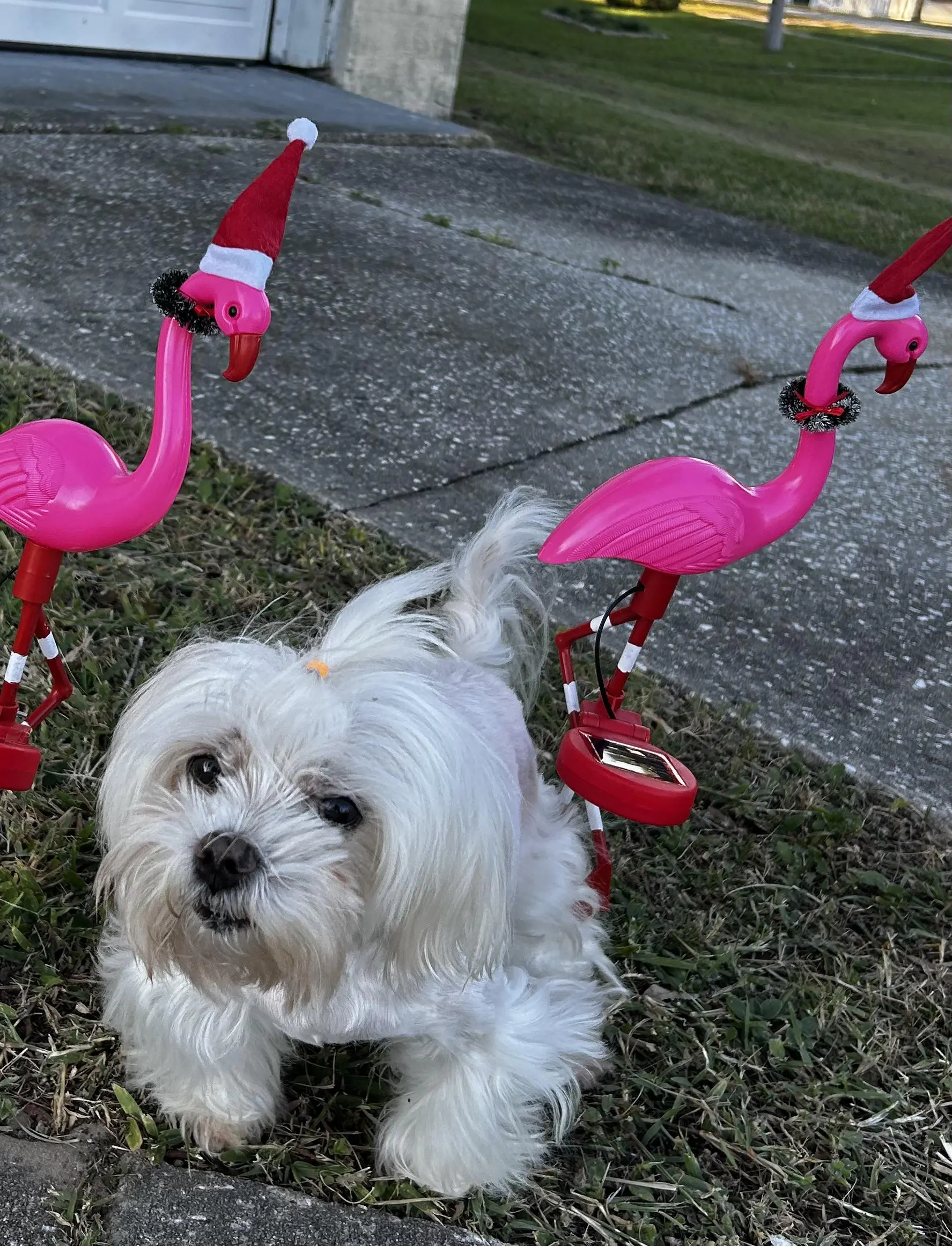 Decorating | Scrolller