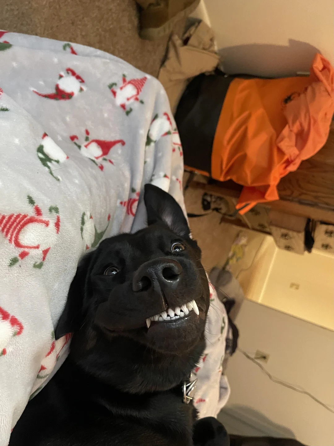 Since y’all seemed to like her… | Scrolller