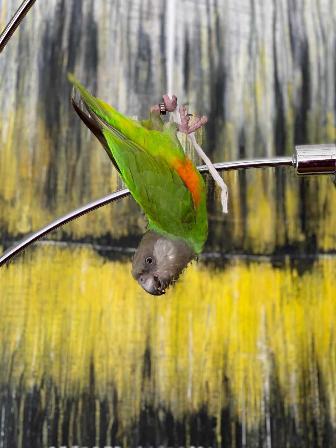 Sunday morning acrobatics | Scrolller