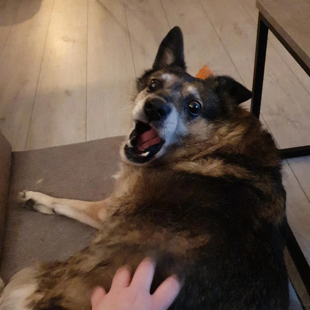 The faces Igor pulls when receiving his favourite butt scratches | Scrolller
