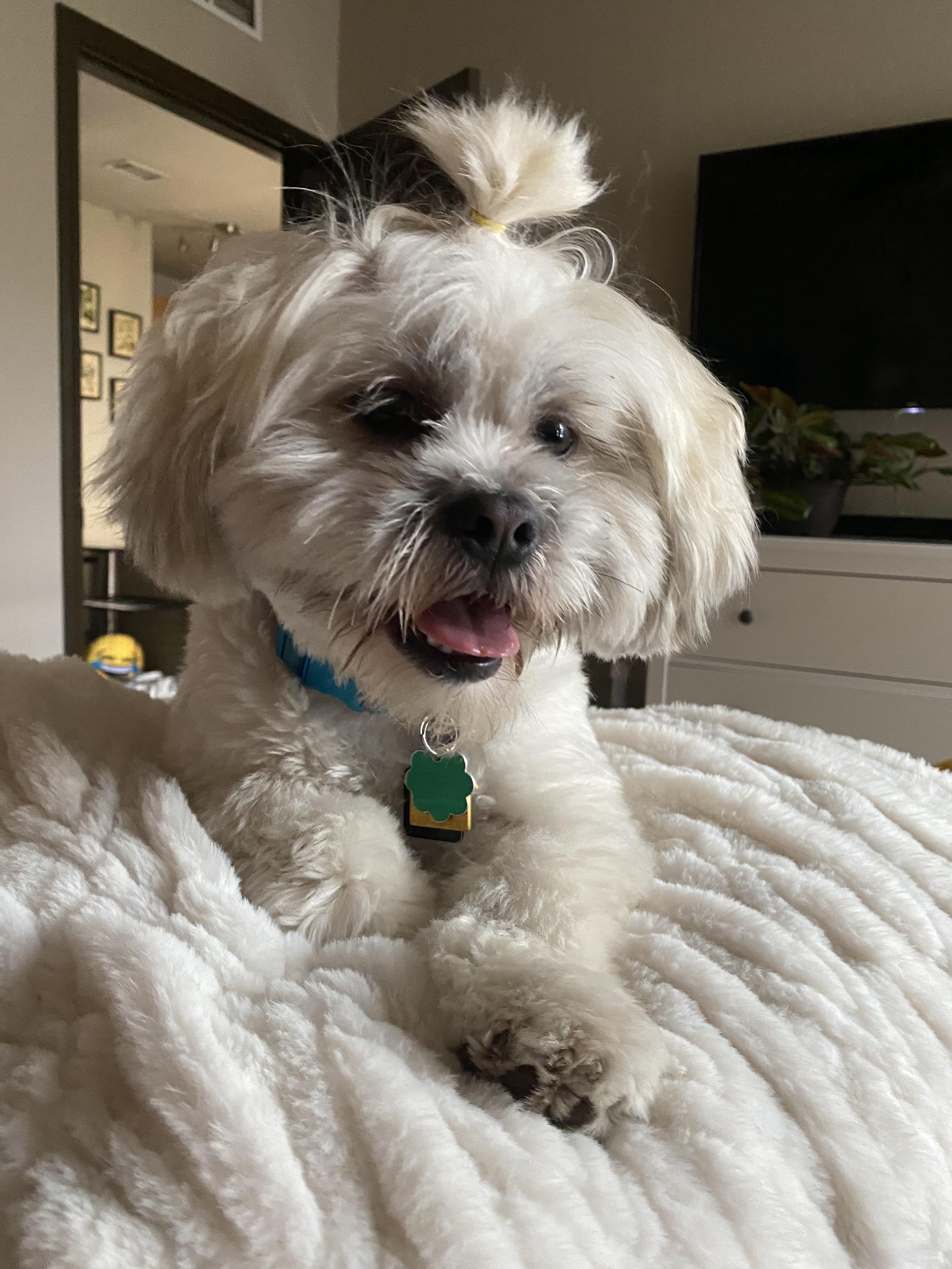 My sweet boy, Ziggy 🐶 | Scrolller