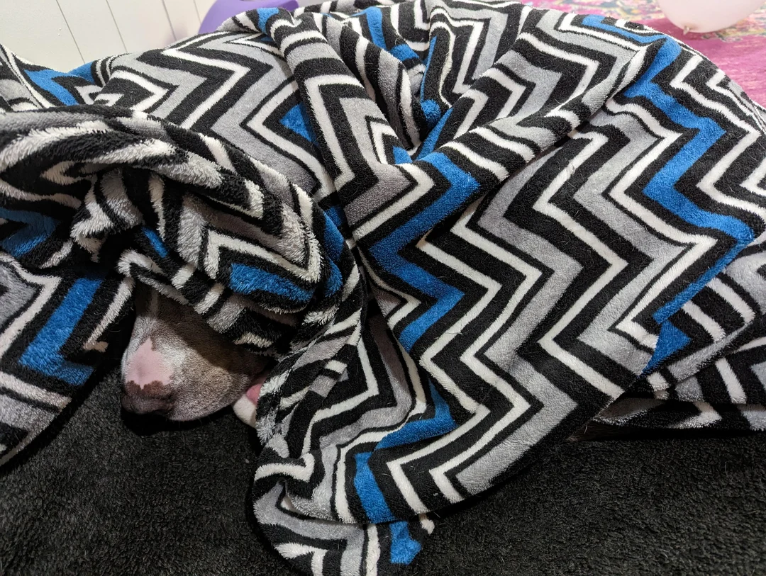 Pitbull burrito | Scrolller
