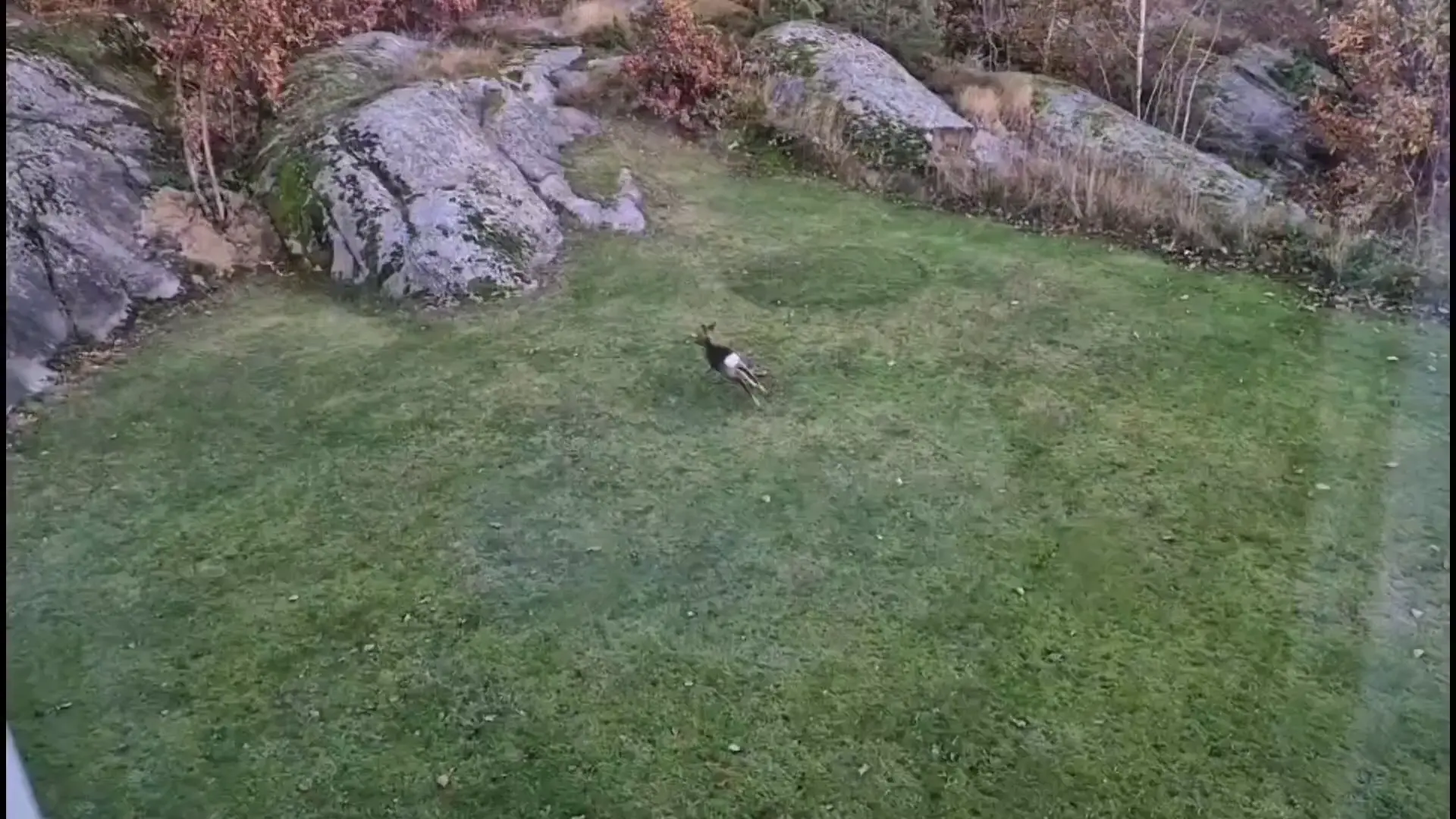 Deer zoomies in my backyard | Scrolller