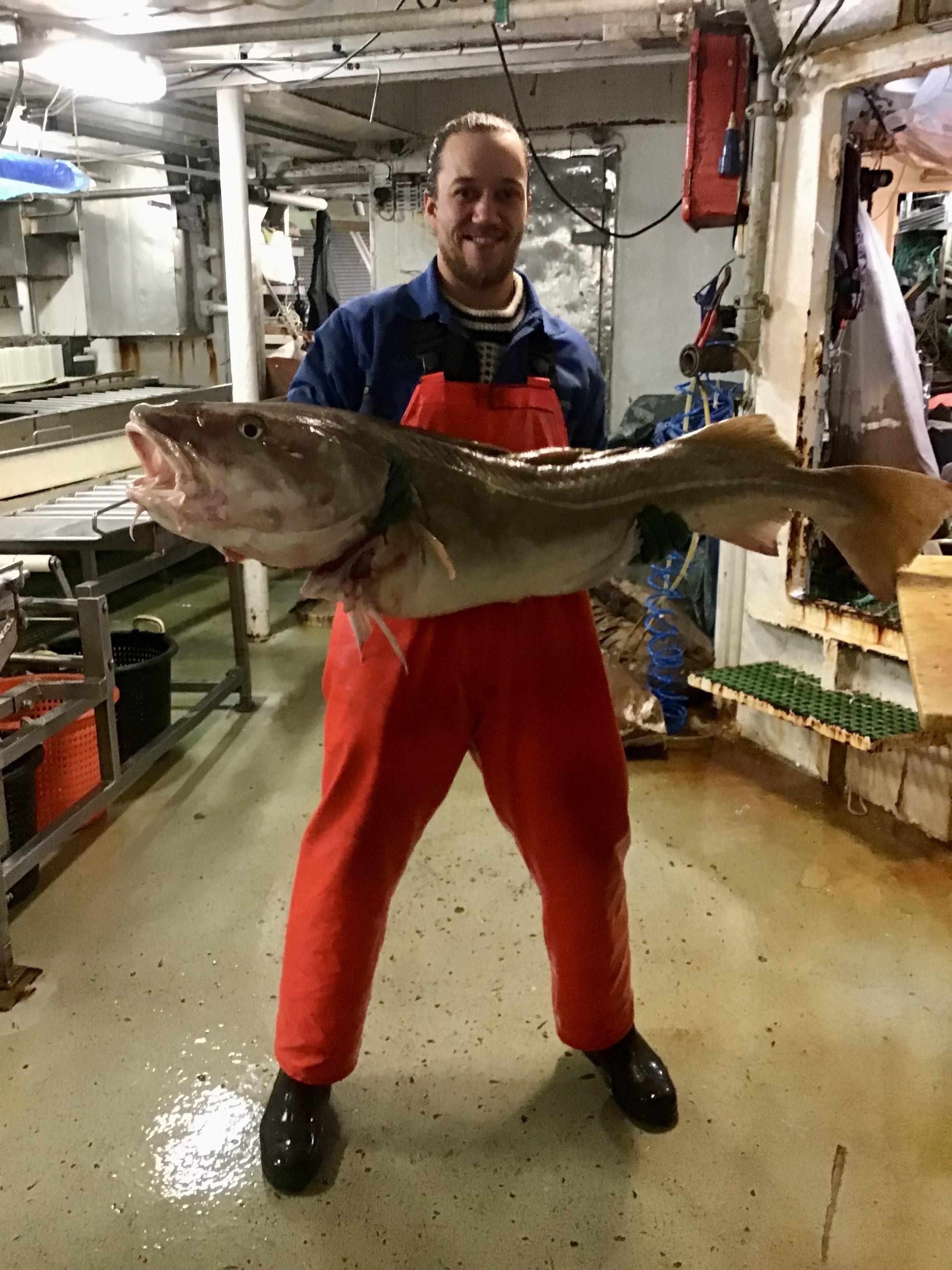 Behold the great Atlantic cod! | Scrolller