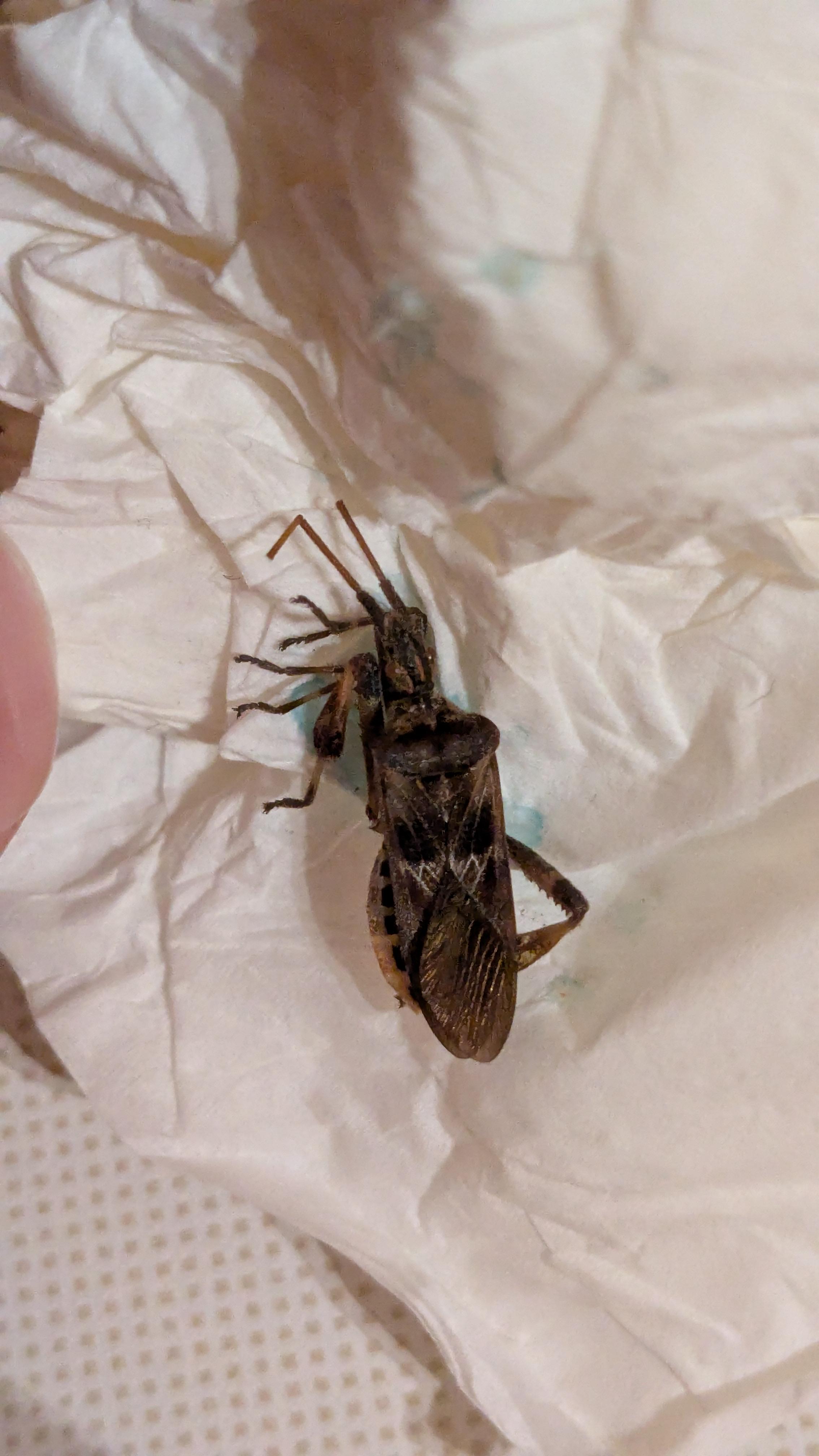 Insect identification | Scrolller