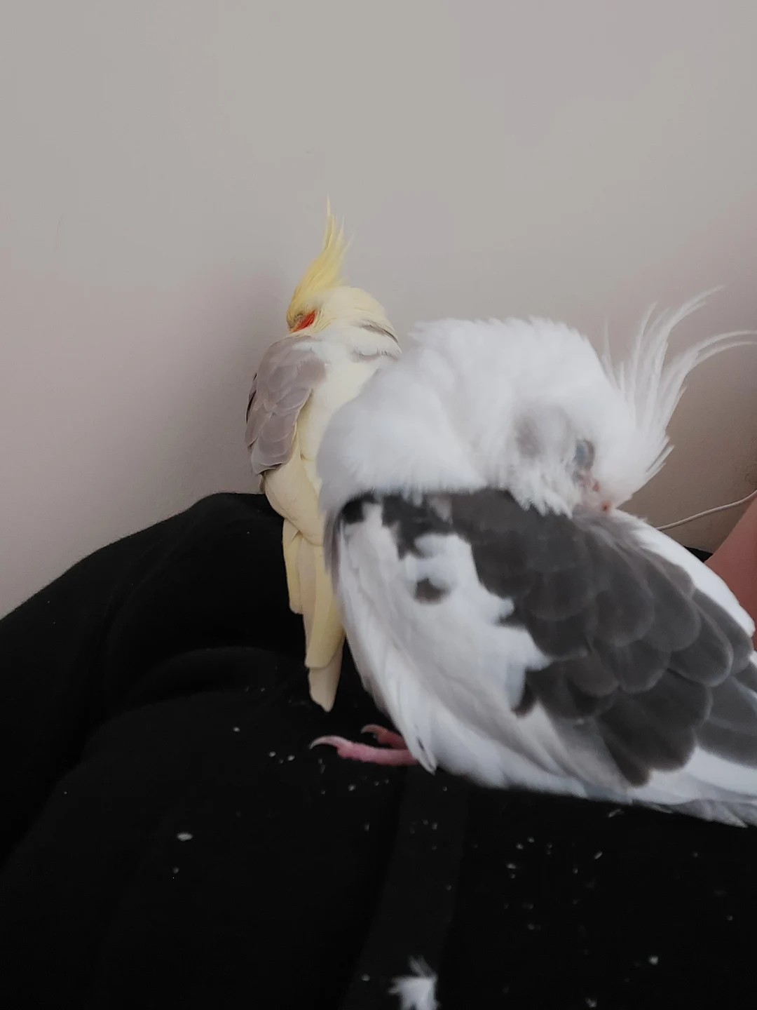 Guess I'm cancelling my plans.... | Scrolller