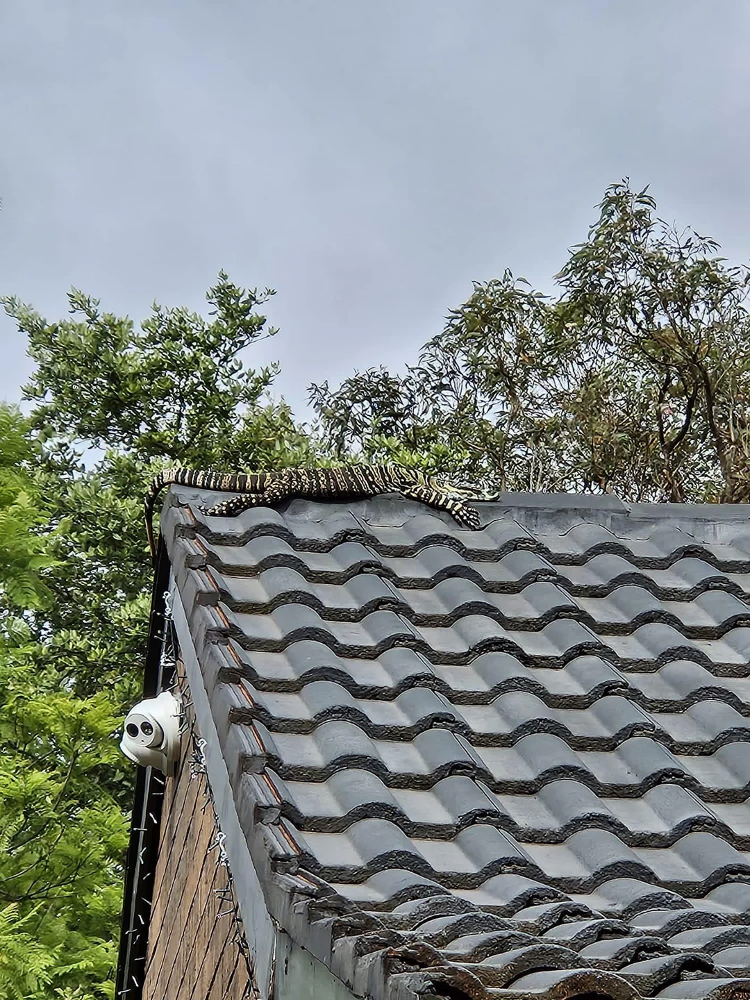 Heard some scratching in the down pipe. | Scrolller