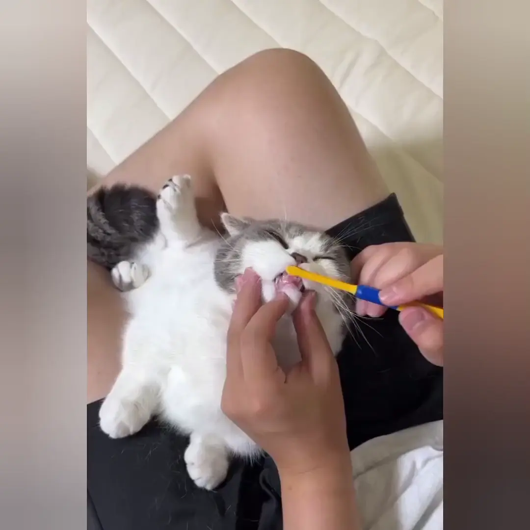 Dentist clean 🪥 | Scrolller