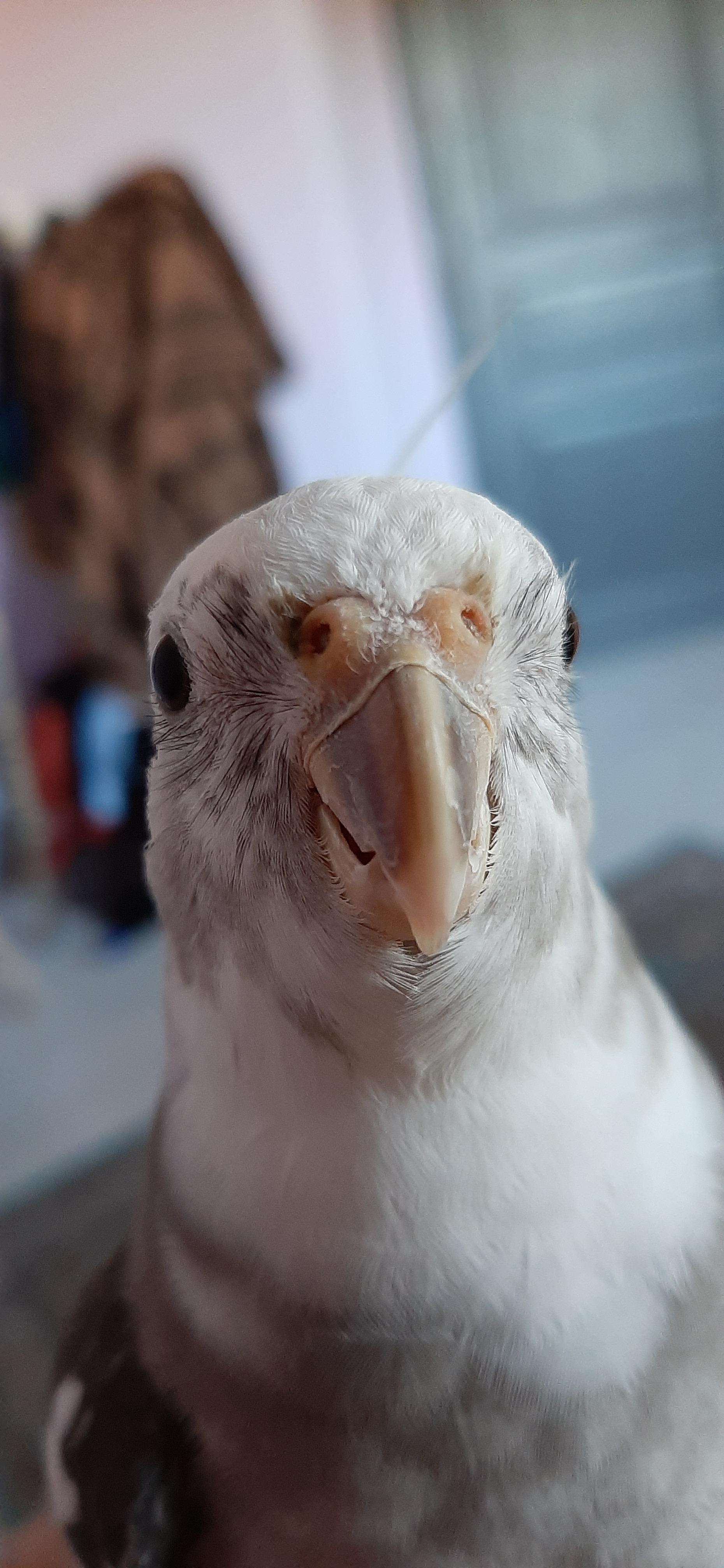 Dirty nose? | Scrolller