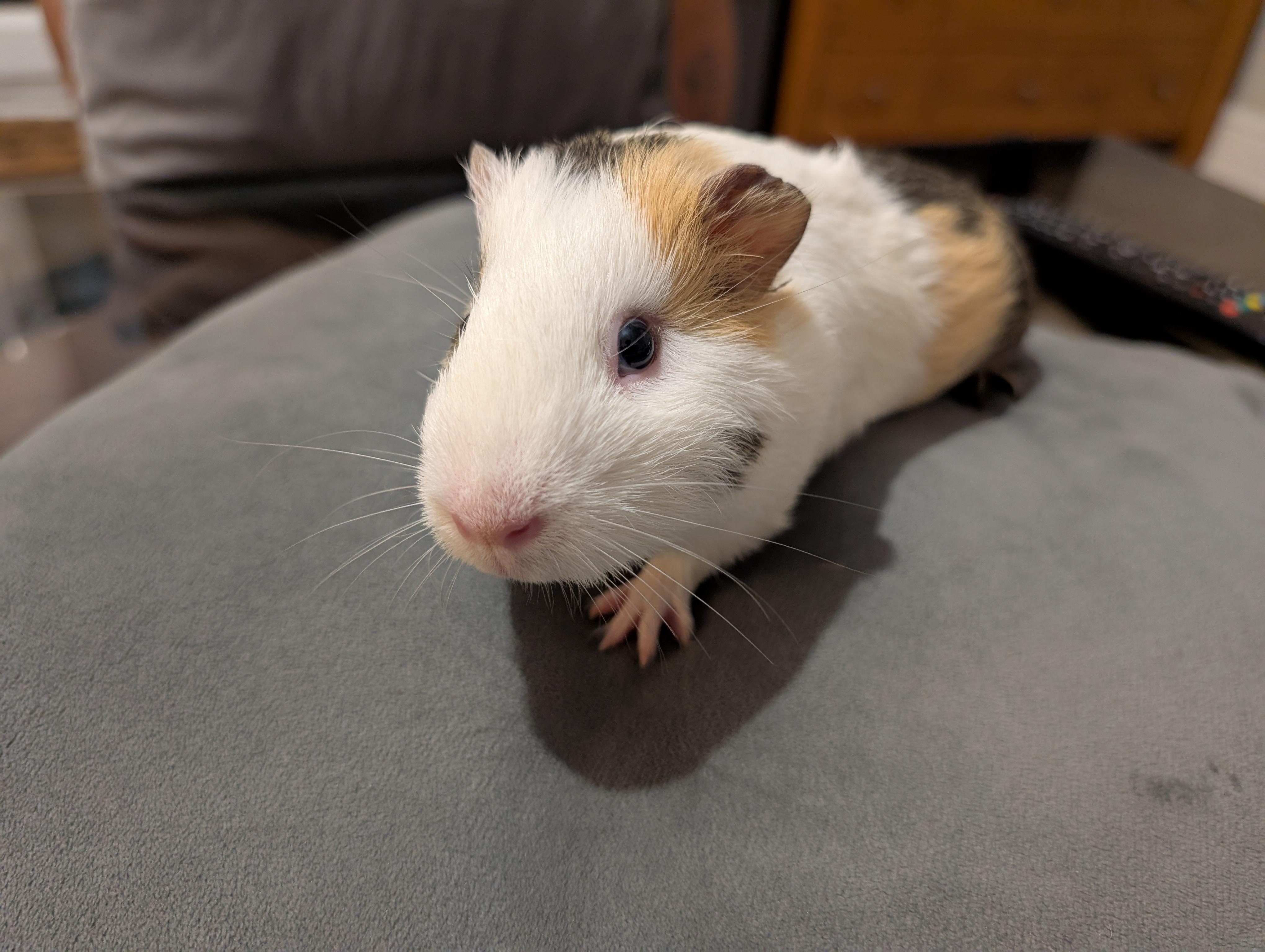 Help identifying these new boys | Scrolller