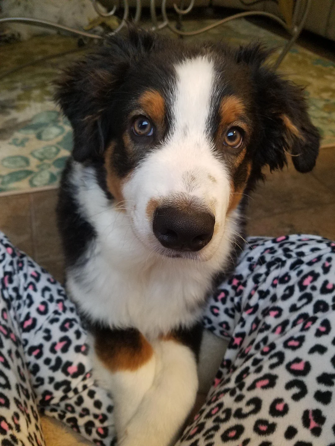 (OC) My awkward looking pupper | Scrolller