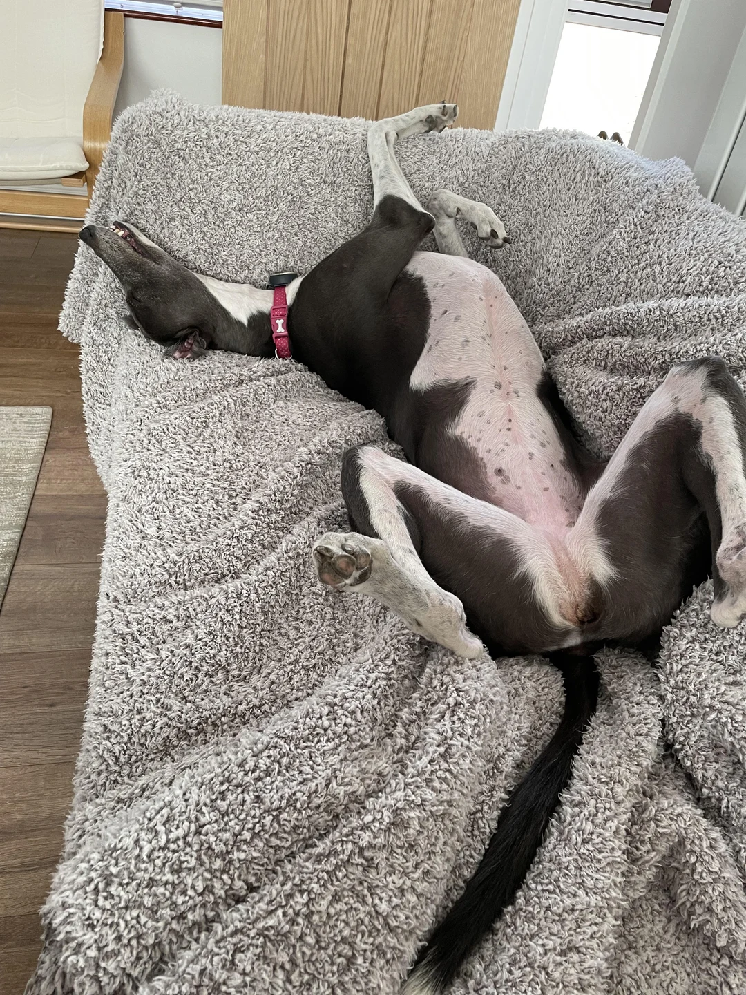 First roach on the sofa | Scrolller