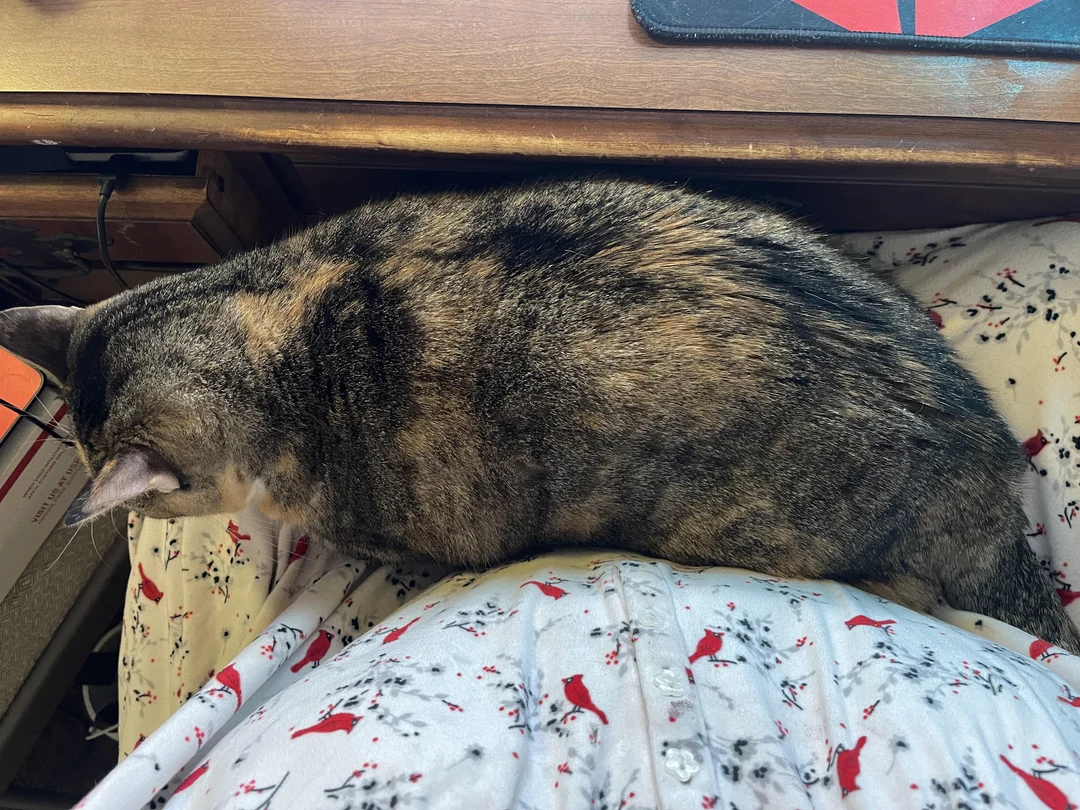 Little Puss: Loafing it in my lap | Scrolller