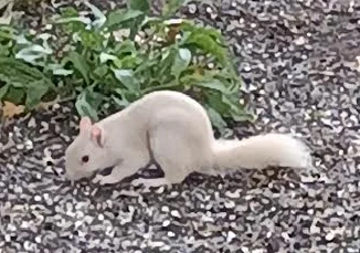 The rare Albino Skerl | Scrolller