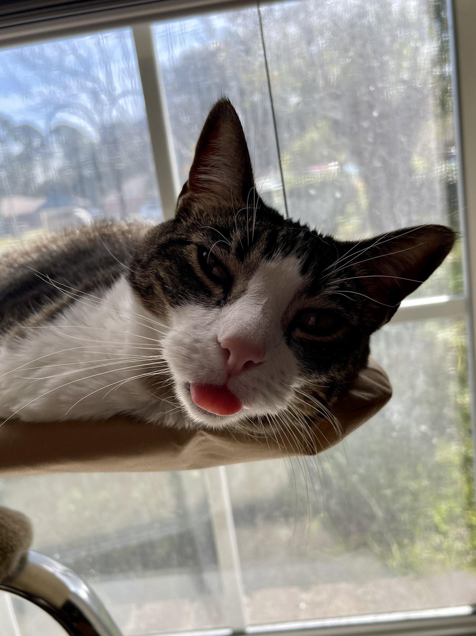 Blep 🩷 | Scrolller