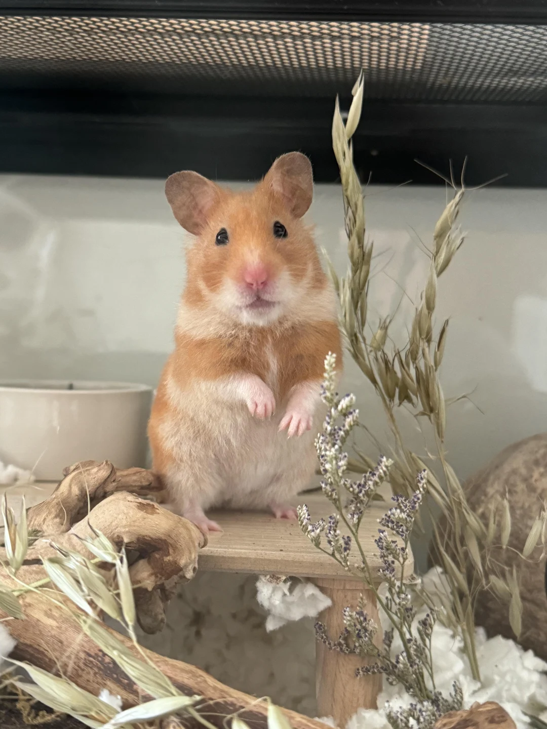 Discover more like Hamsters: here’s pumpkin and Related Content | Scrolller