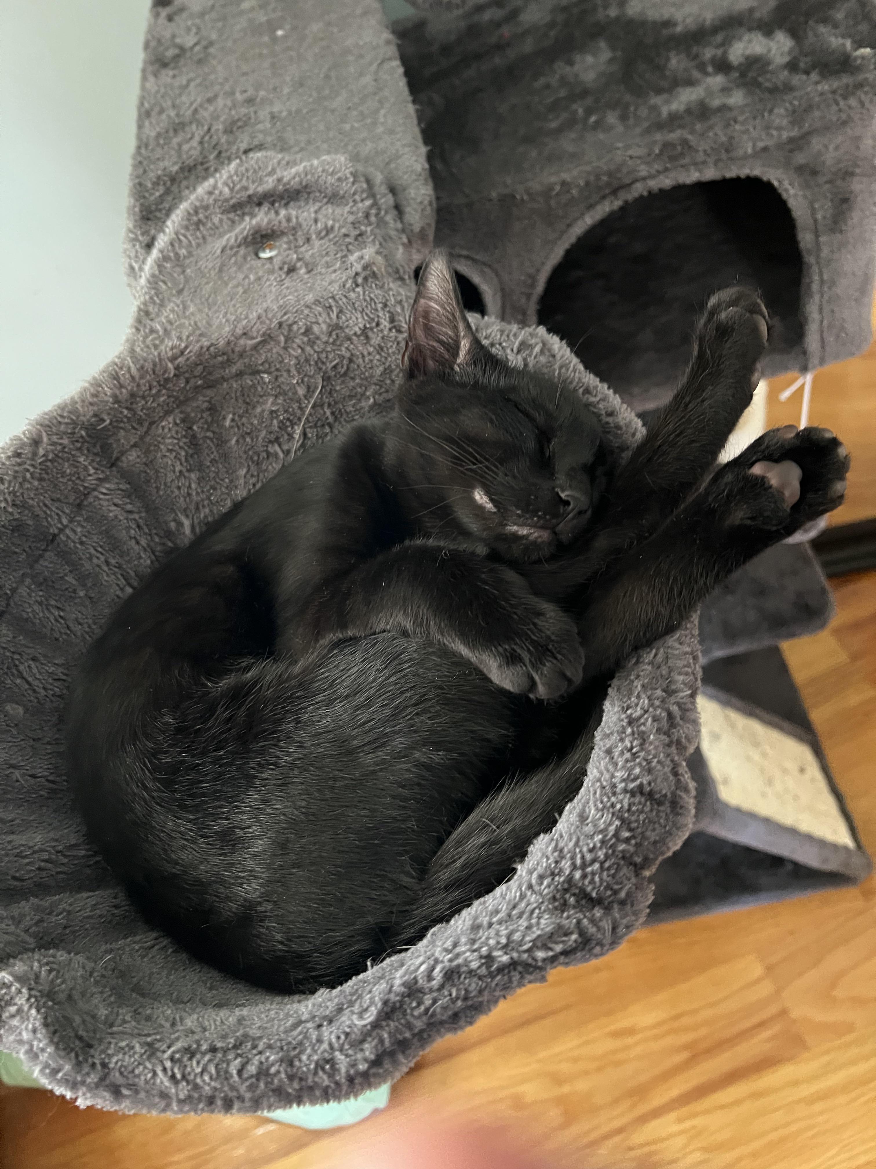 [OC] Recent adopted this little void; she’s finally feeling more at home | Scrolller