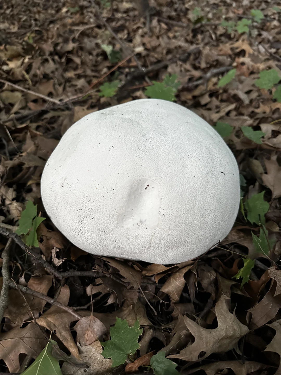 Giant Puffball | Scrolller