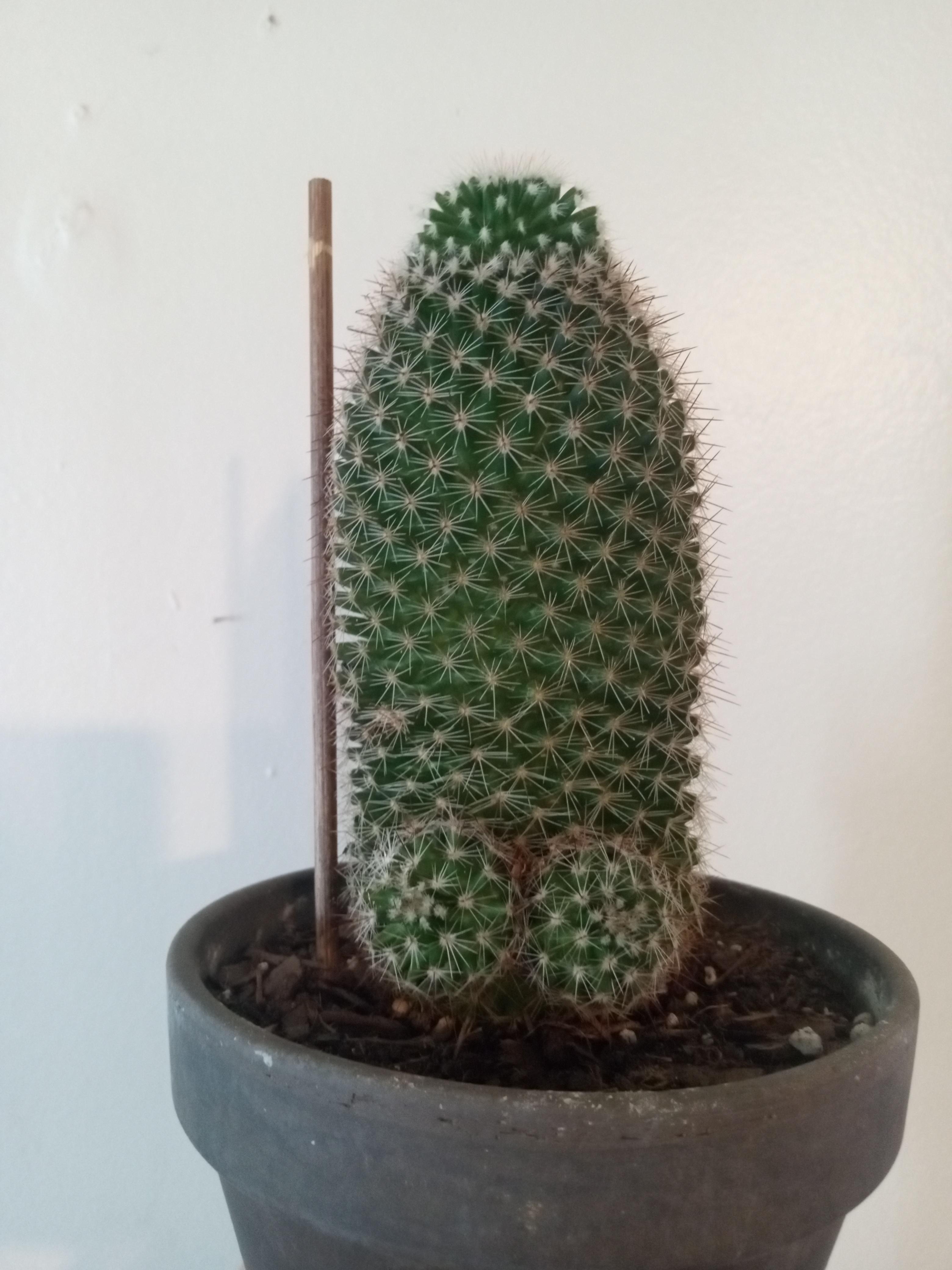 Why does my cactus have a conehead? | Scrolller