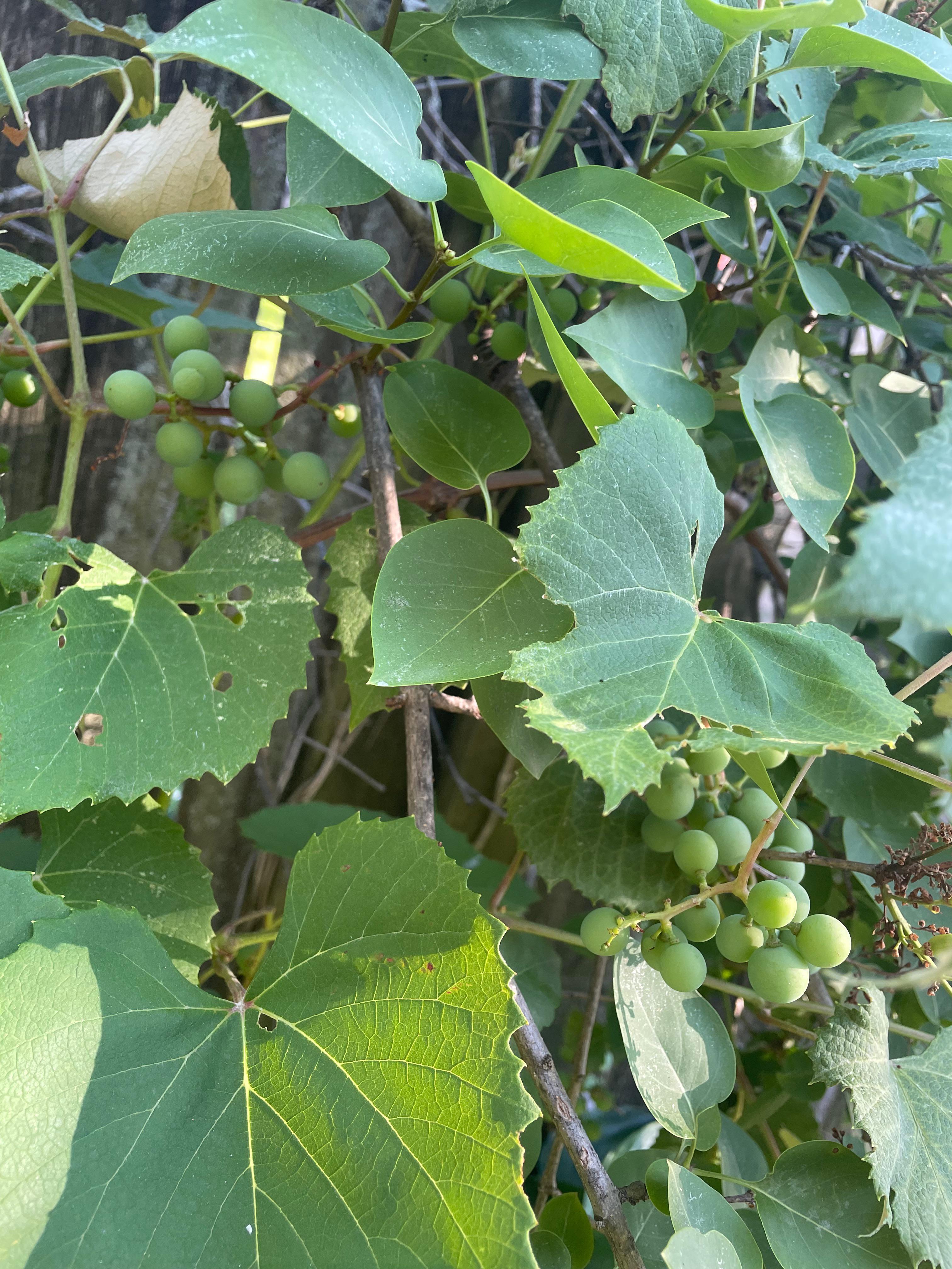 Discover more like Iowa: Are these wild grapes? any info?? and Related Content | Scrolller