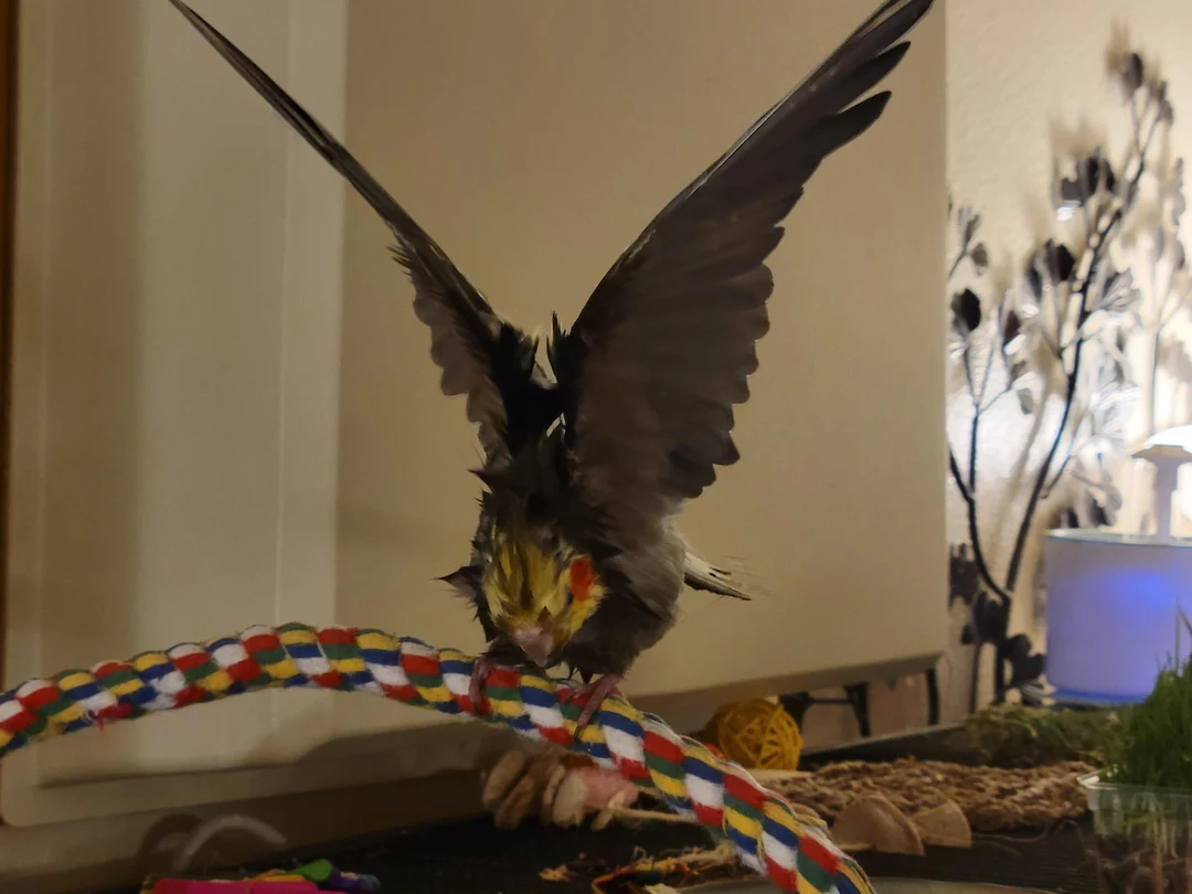 Babs showing off his BIG WINGS! | Scrolller