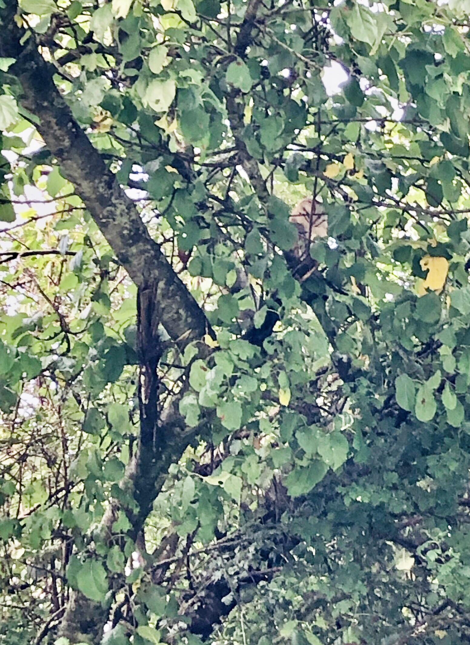Barn owl taking a nap | Scrolller