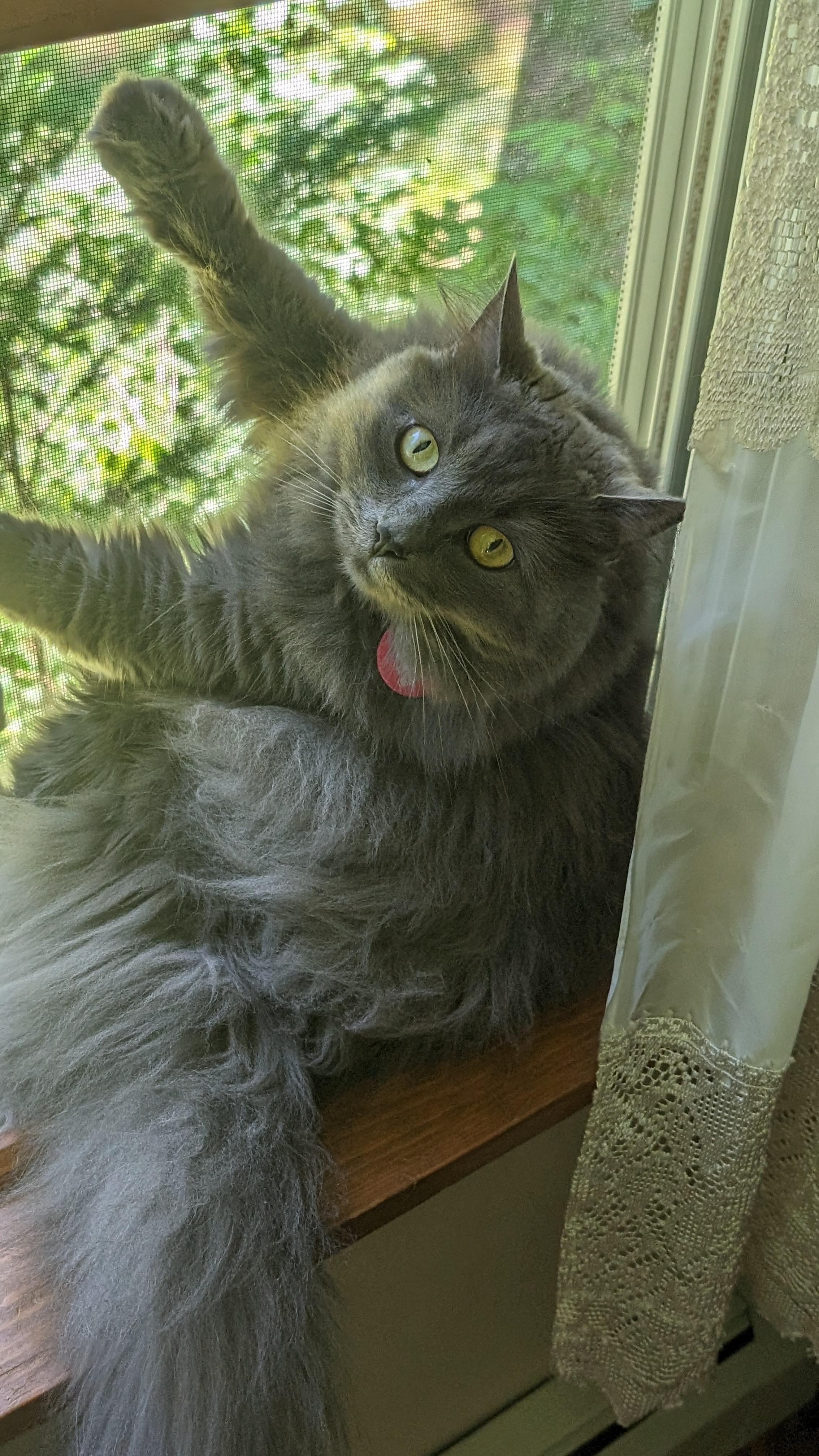 Dust bunny | Scrolller