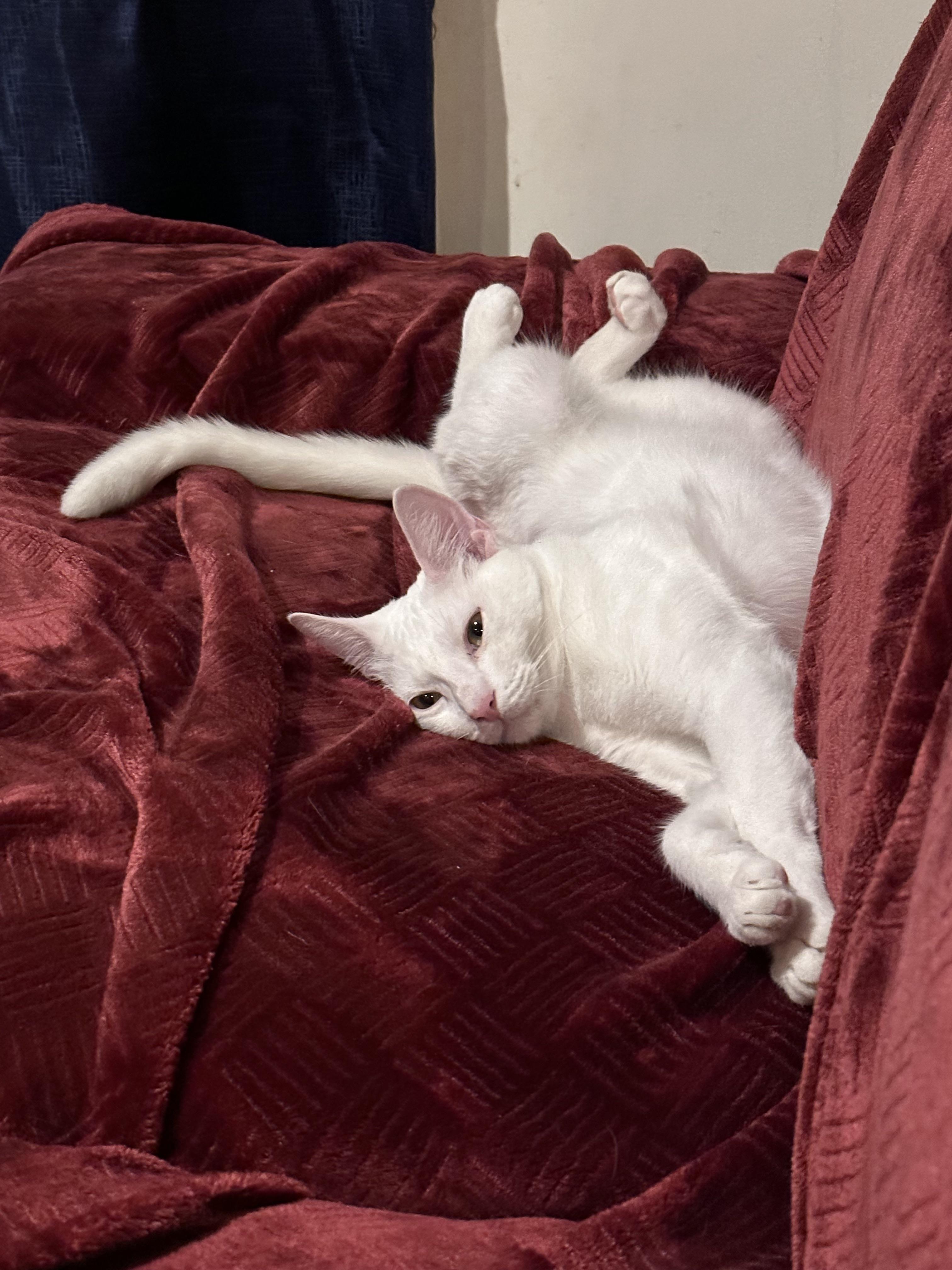 Apparently this is comfortable? | Scrolller