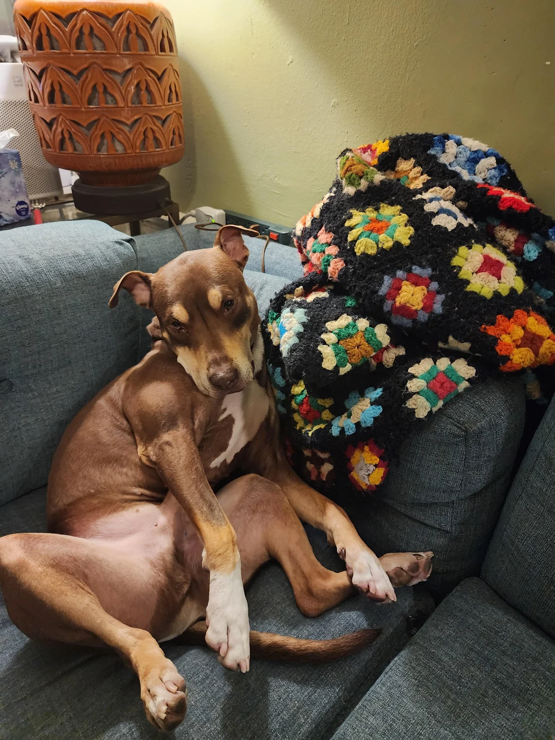 Only dogs? | Scrolller