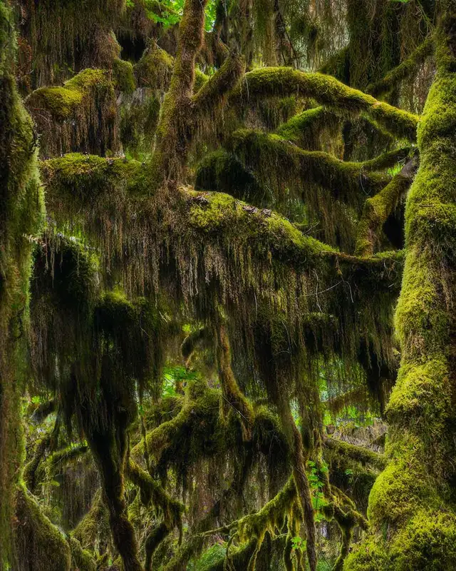 Hoh Rainforest, WA [OC][1080x1350] | Scrolller