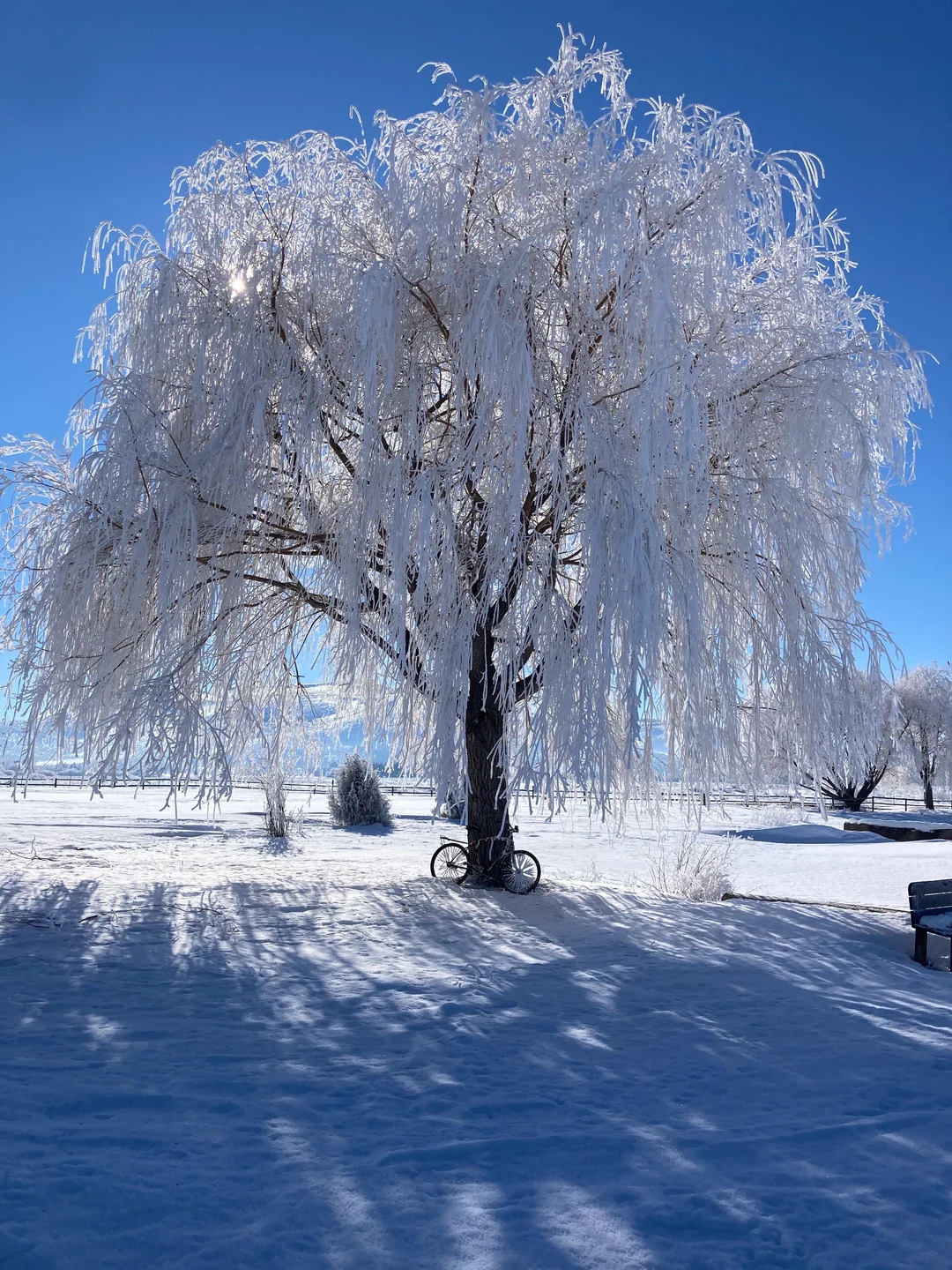 Hoar frost | Scrolller