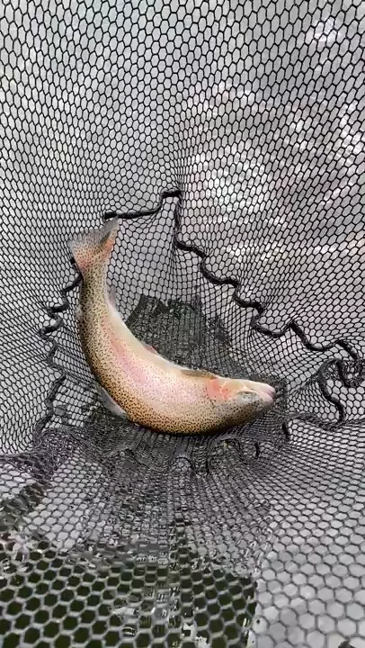 First trout caught on the fly | Scrolller