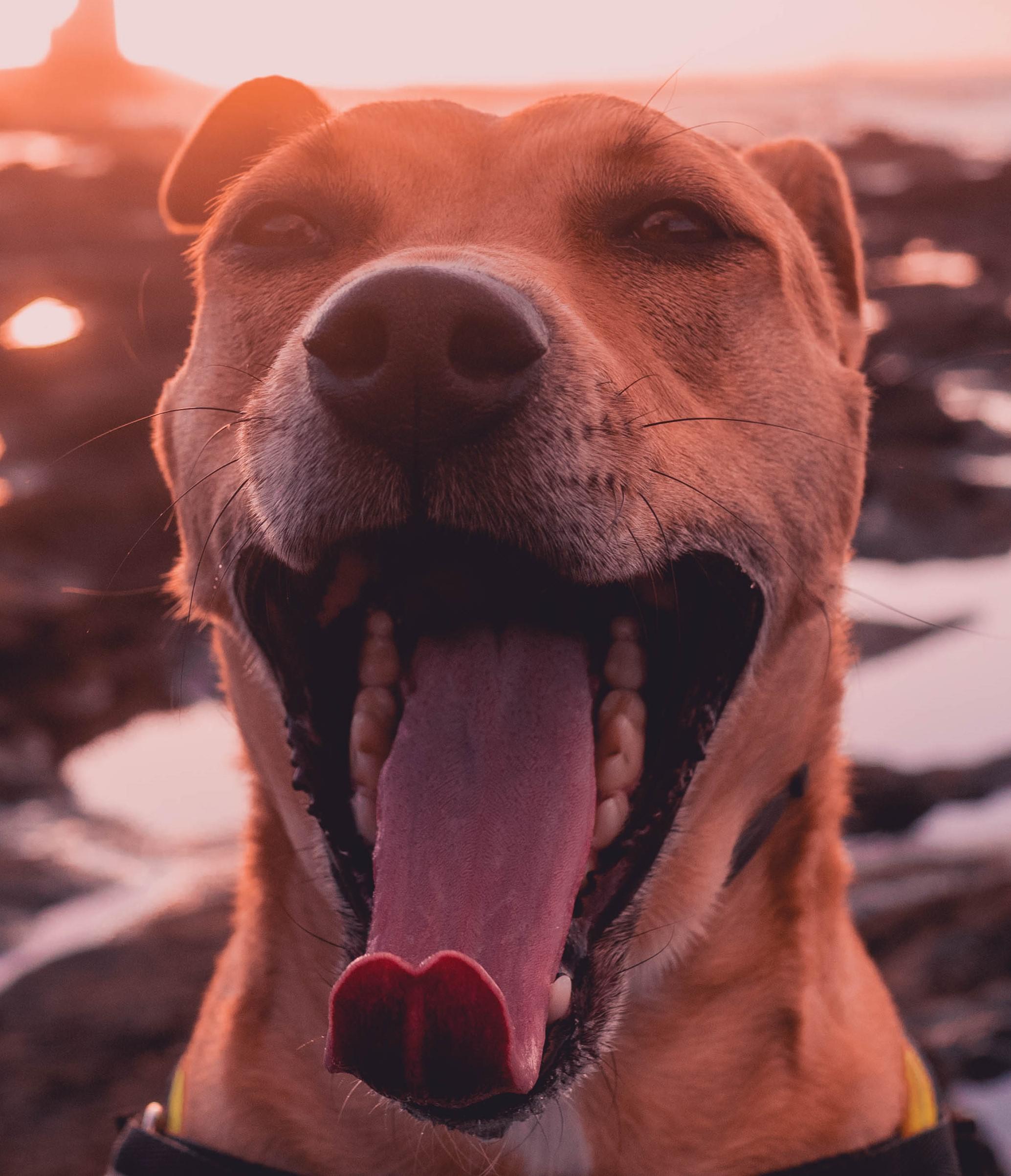 [OC] My dog Roke yawning | Scrolller