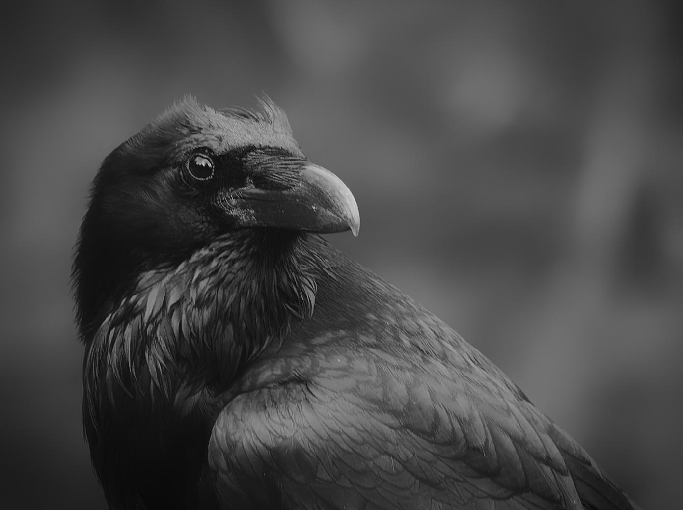 A Curious Raven | Scrolller