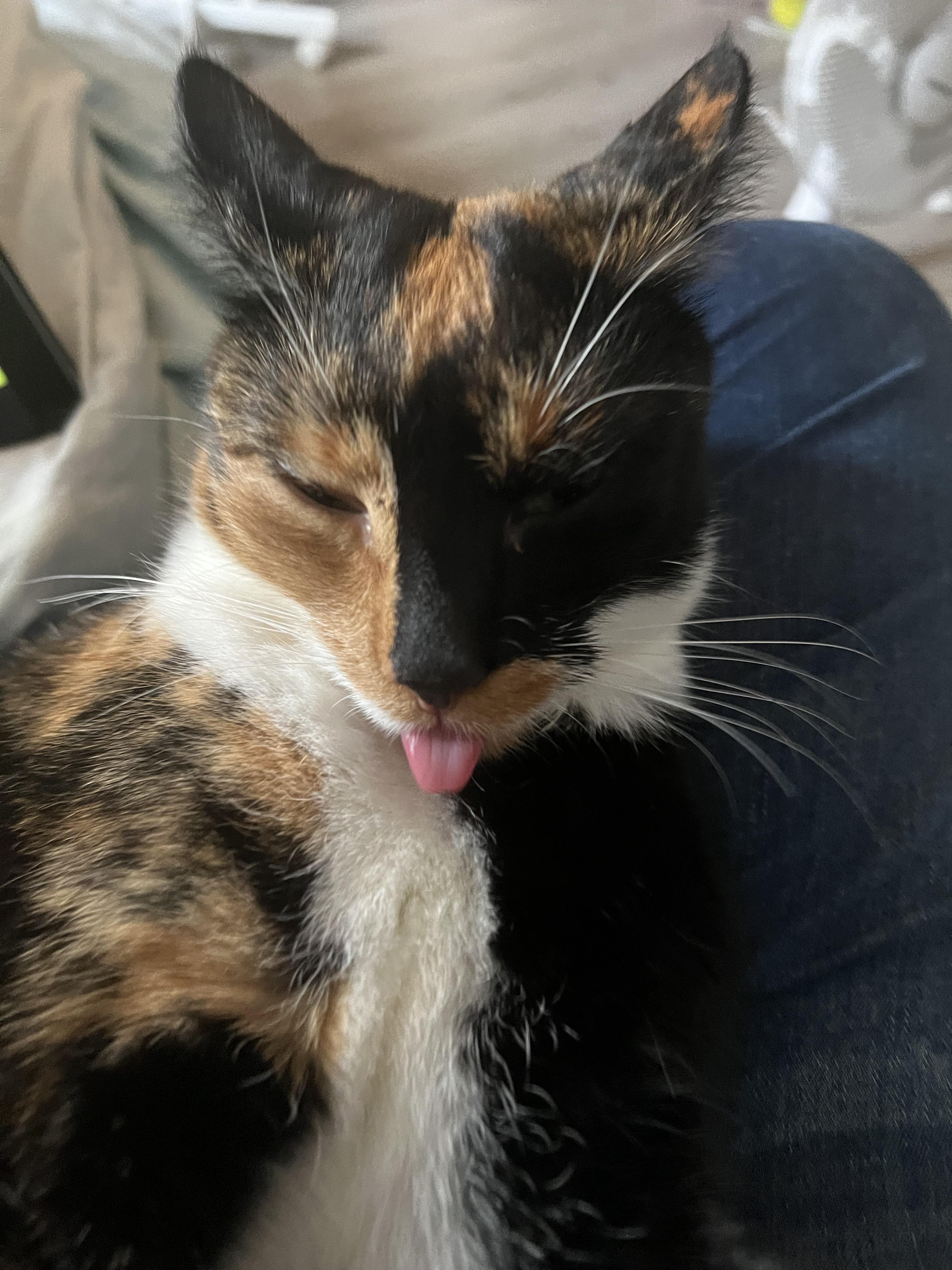 Magnificent blep from Debbie | Scrolller